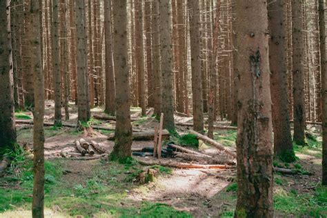 Premium Photo Big Forest With Many Tree Trunks Botany Idyll Tree