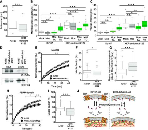 xkr regulates actin cortex architecture by accelerating dynamic