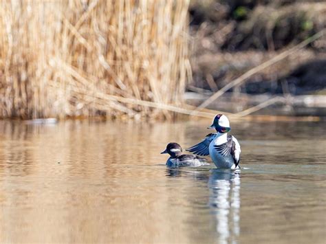 Female Bufflehead Ducks Male Vs Female Identification Birdfact