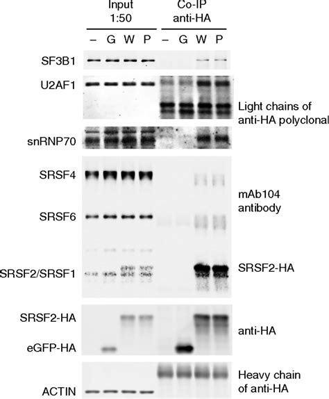Disease Associated Mutation In Srsf2 Misregulates Splicing By Altering Rna Binding Affinities Pnas