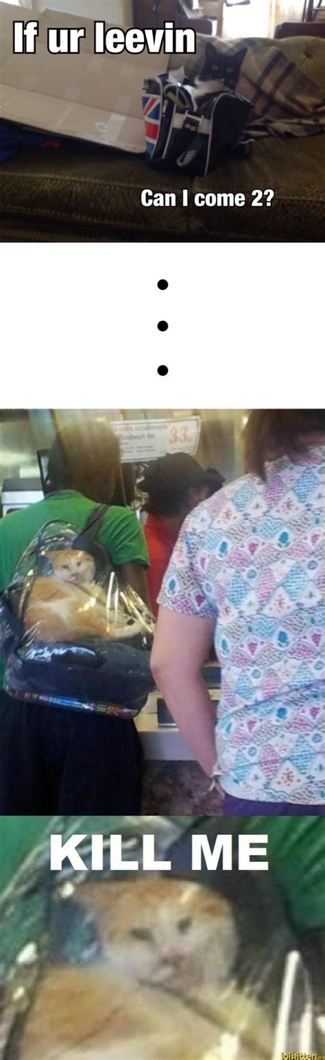 LolKitten We Can T Get No Catisfaction Lolcats Kittehs And Funny Cats Page