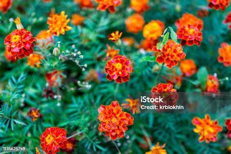 많은 오렌지 레드 메리 골드 꽃 패턴 여름 시즌 동안 정원 평면 상단에서 성장 나뭇잎과 조 경 뒤뜰에서 아무도 0명에 대한 스톡