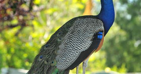 Sketch Of Suspect In Peacock Killing Released News