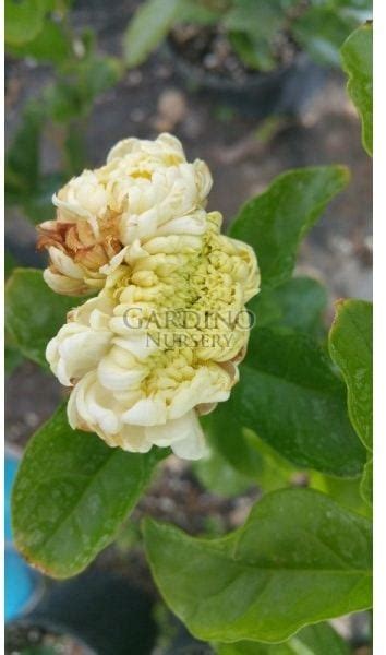 Jasminum Sambac ‘grand Duke Of Tuscany Arabian Jasmine 4″ Pot