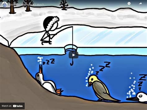 Minute Earth Birds That Hibernate In Lakes Instructional Video For