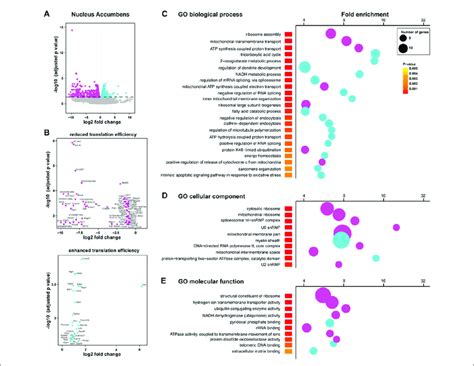 Altered Translational Efficiency Of A Subset Of Mrnas In The Acb Of
