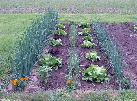 Senior Gardening Growing Carrots