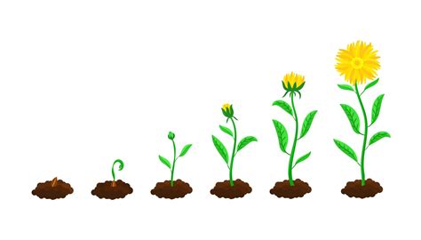 Stages Of Plant Growth A Comprehensive Guide What Is Green Living