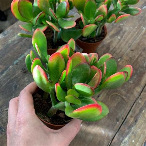 Растение ⌀ 8 Crassula Ovata Sunset Крассула Толстянка купить C доставкой почтой 🌸 Адениум дома
