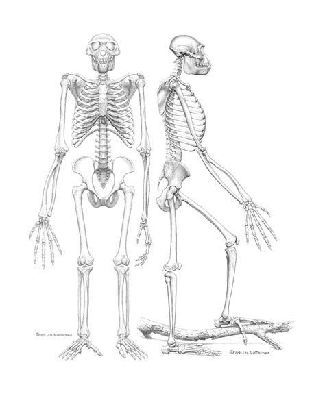 Ardipithecus Ramidus Skeleton