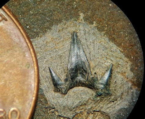 Sculpting And 3d Printing Devonian Shark Teeth Paleo Re Creations