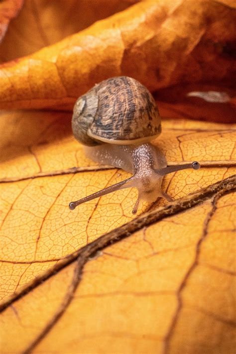 40 000 무료 Draw Snail And 달팽이 이미지 Pixabay