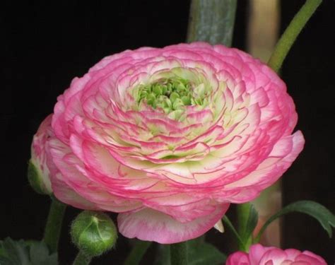 Ranunculus asiaticus | Ранункулюс, Розы, Комнатные растения