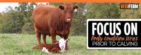 Focus On Body Condition Score Prior To Calving Body Condition Body Calves