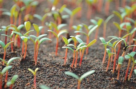 Обеззаразяване в домашни условия Български Фермер