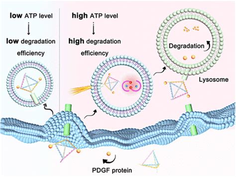 Dna Framework Based Lysosome Targeting Chimeras Intracellular Atp