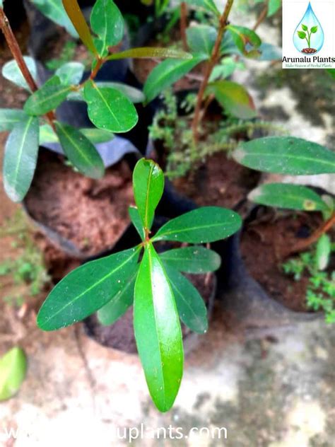 Ma Dan Syzygium Cumini Java Plum මා දං Arunalu Plants