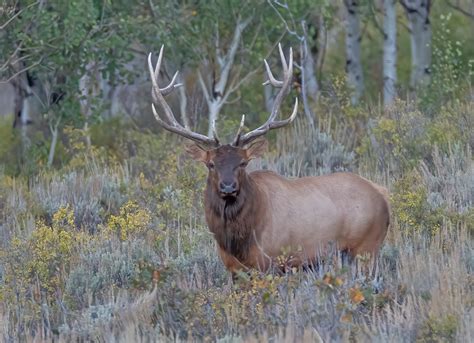 Utahs Wild Wonders A Guide To Spotting Iconic Wildlife In The Beehive