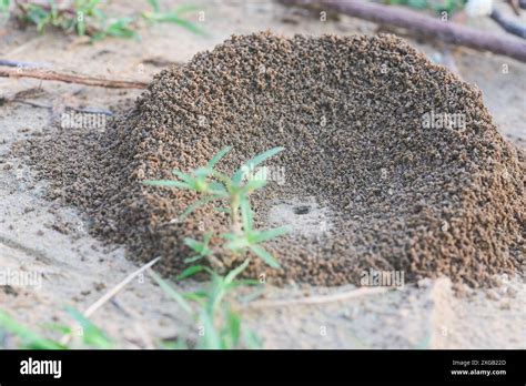 An Ant Colony Is A Population Of Ants Typically From A Single Species Capable Of Maintaining