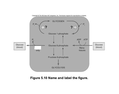 Glycogenesis And Glycogenolysis In Liver Quiz