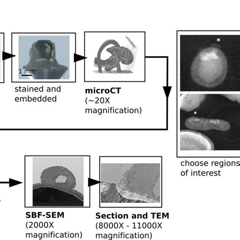 Schematic Of The Correlative Workflow Facilitating Targeted Electron
