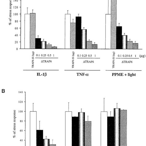 hct 116 cells transient transfection assays with 0 1 g of b luc