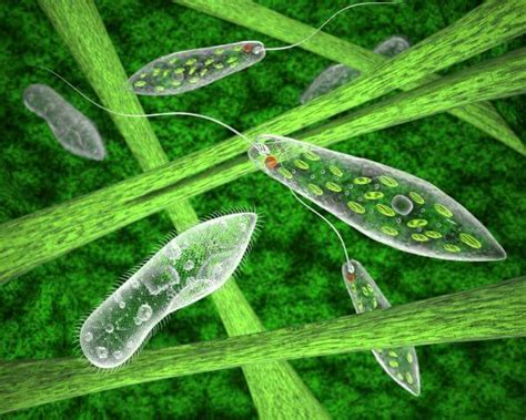 Protist Cell Microscope