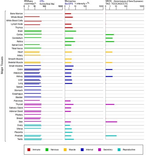 Pex11b Gene Genecards Px11b Protein Px11b Antibody