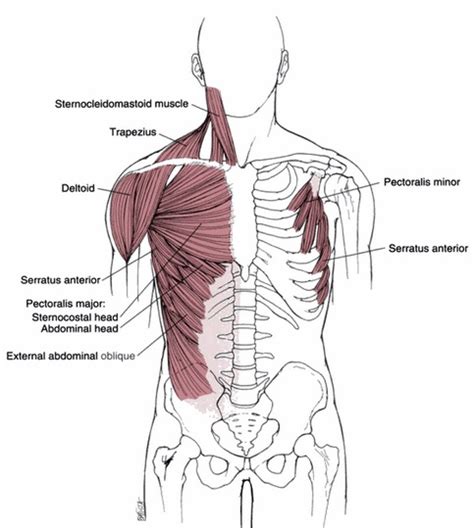 Anterior Deltoid Functional Anatomy Guide • Bodybuilding Wizard