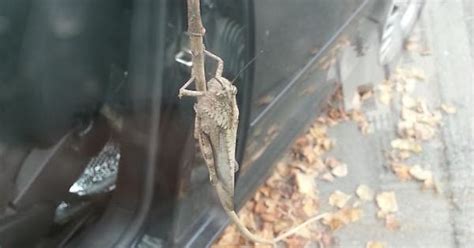 [italy] This Grasshopper Was About 10cm Is There Any Kind Of Classification For This Imgur