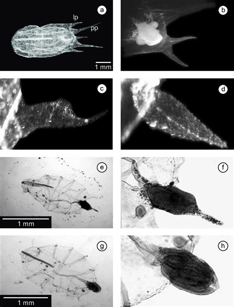 Morphological Characteristics Of Thalia Cicar And T Democratica Download Scientific Diagram