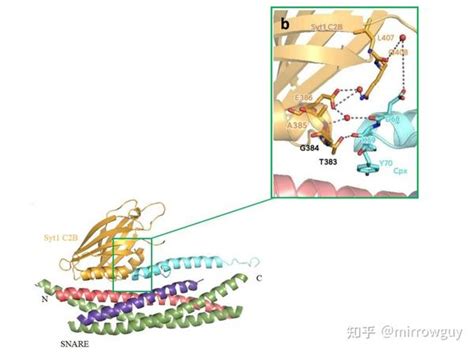 使用pymol软件制作文献中的蛋白质结构图 知乎