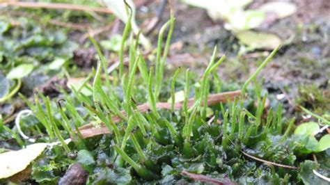 Sporofit Lumut Tanduk Bentuk Fungsi Dan Perbedaannya