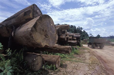 Mapping Reduced Impact Logging With Lidar