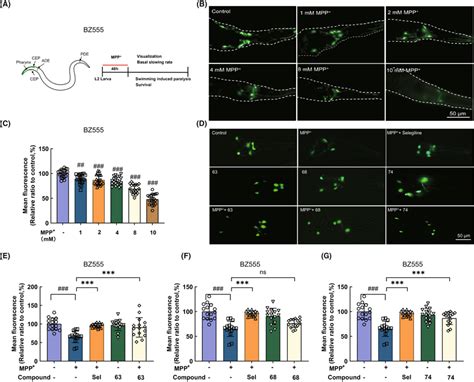 Compounds 63 And 74 Reverse The Loss Of Mpp⁺‐treated Dopaminergic Download Scientific Diagram