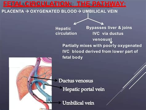 Fetal Circulation Pptx