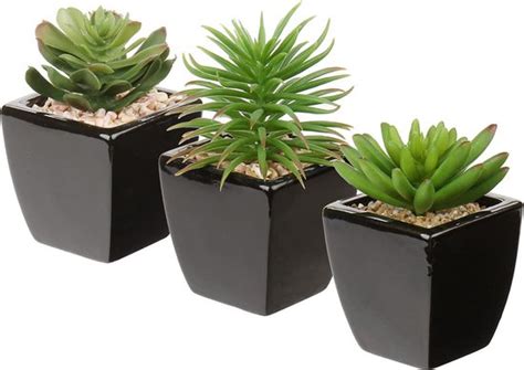 Set Van Drie Realistische Mini Vetplanten In Keramische Potten Voor