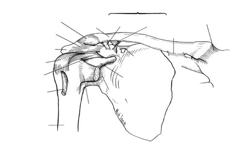 Shoulder Ligament Diagram Quizlet