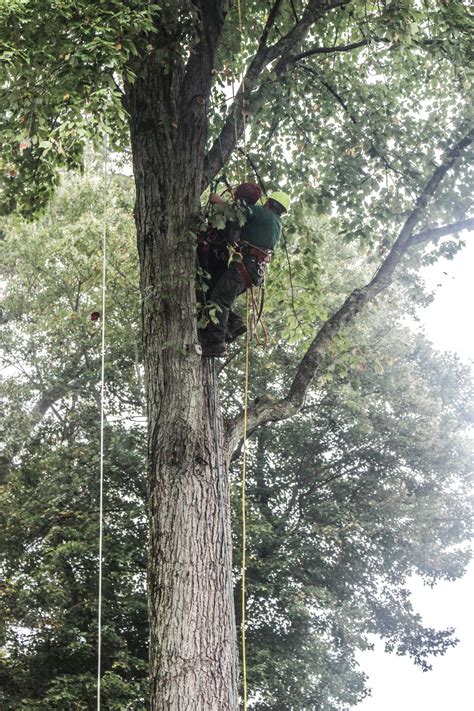 Events Organizations Carroll Tree Service Inc