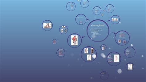 Нурууны булчин By Umurzak Askar On Prezi