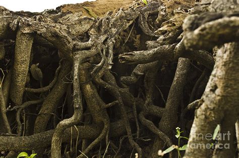 Underground Root System Of Ficus Plant Photograph By Image World