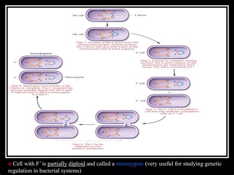 Bacterial Conjugation Pdf