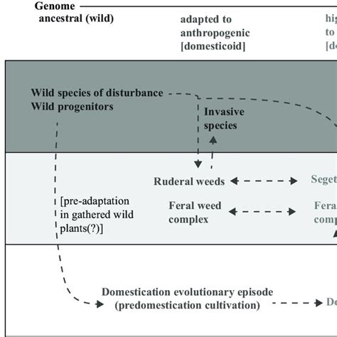 6 A Schema Of The Potential Evolutionary Trajectories And Phylogenetic Download Scientific