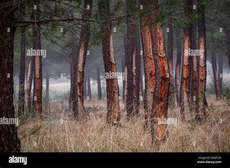 Resin Extraction In A Pinus Pinaster Forest Montes De Coca Segovia