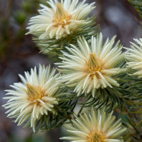 Phylica Hydra Ecolife Plants