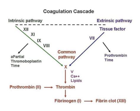 Coagulation Disorders Flashcards Quizlet
