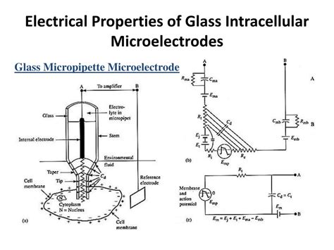 Ppt Comprehensive Overview Of Biopotential Electrodes And Their
