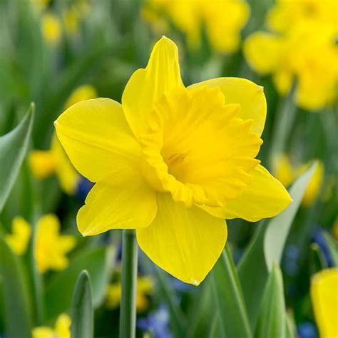 Get Narcissus Dutch Master Spring Flowering Bulbs In Mi At English Gardens Nurseries Serving
