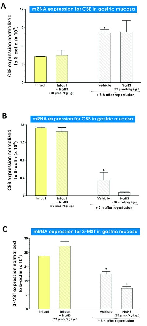 expression of mrna for cse a cbs b and 3 mst c in gastric mucosa