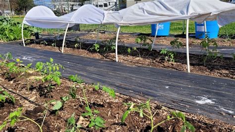 Installing A Shade Cloth In The Garden Using A Simple Sheet Youtube